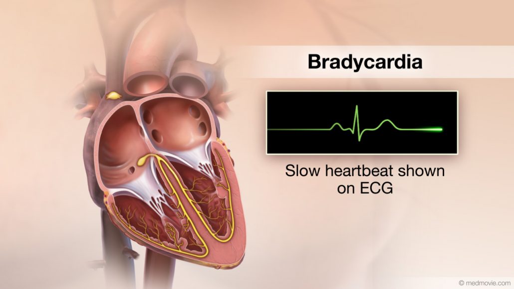 Heart Chambers