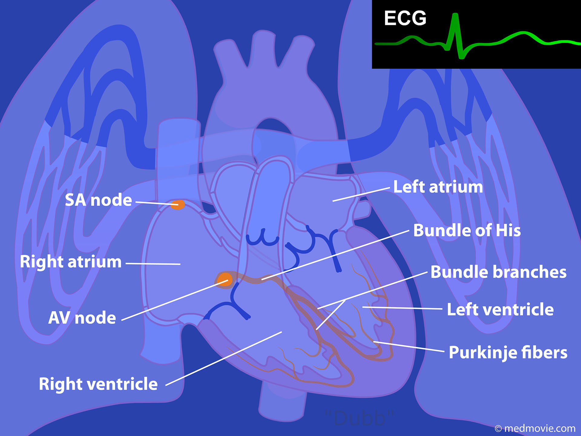 Heartbeat with Electrical System – Medmovie.com
