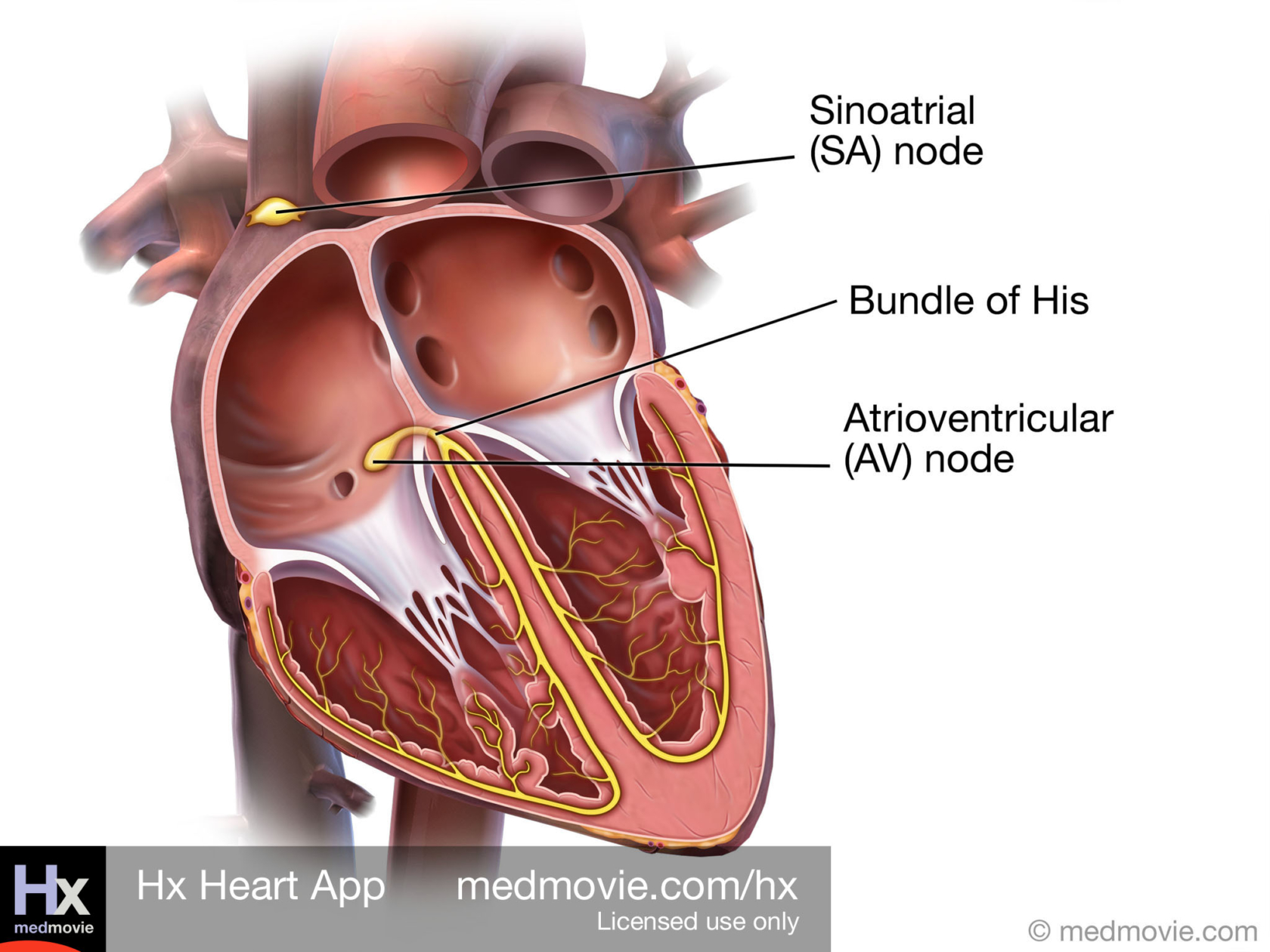 Cardiovascular_Image_Library – Medmovie.com