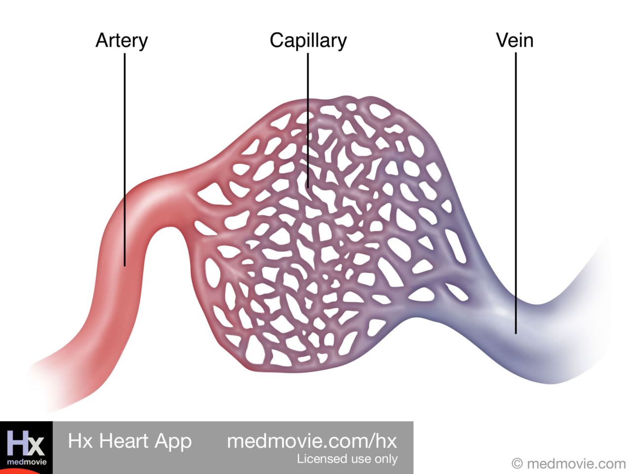 Cardiovascular_Image_Library – Medmovie.com